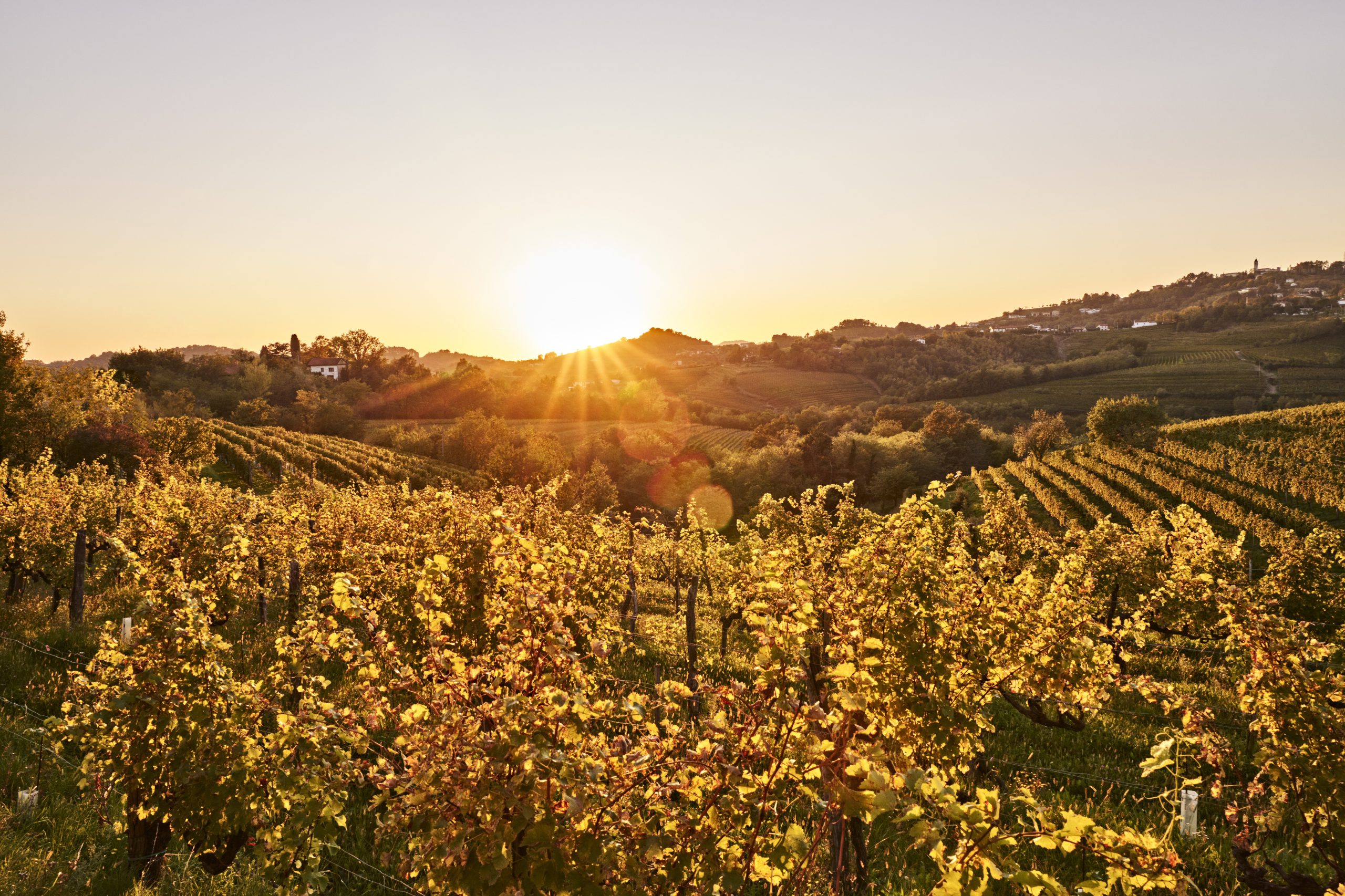 Territorio - Primosic - Collio Goriziano & Oslavia